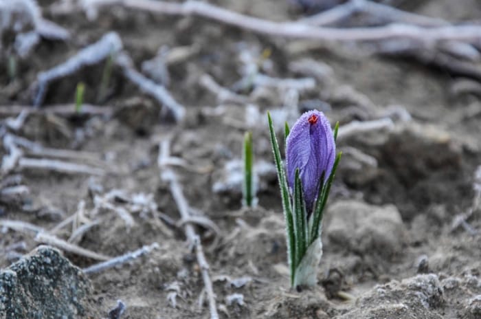 By developing this product in other parts of Iran's saffron death ...
