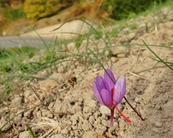 Rowhani Saffron Co. | Iranian Saffron supplier and exporter