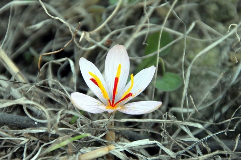 Bonab and Marand saffron production poles in the northwest of Iran