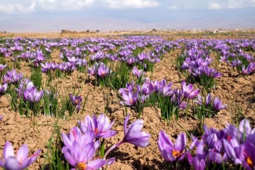 Commercialization of Saffron Harvesting Machine