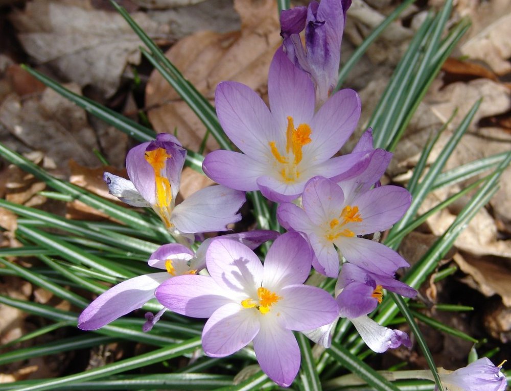 Exchange technology saffron $ 500 million - Iranian Saffron supplier ...