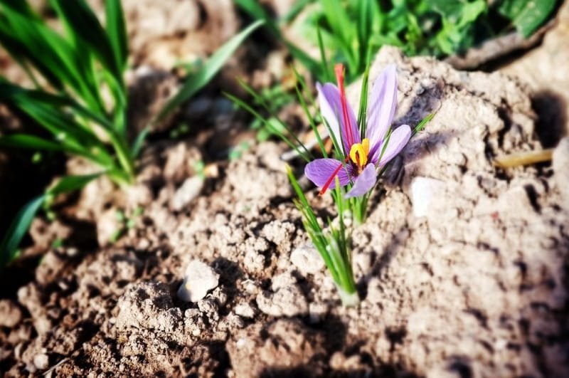 Production of 94% of the world's saffron in Iran