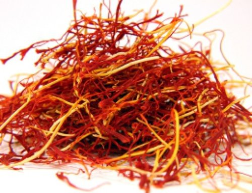 Beginning of saffron harvest in 60 hectares of Golpayegan farms