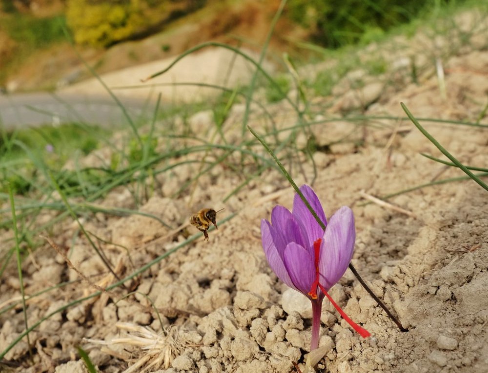 Cultivation of greenhouse saffron cultivation in Iran