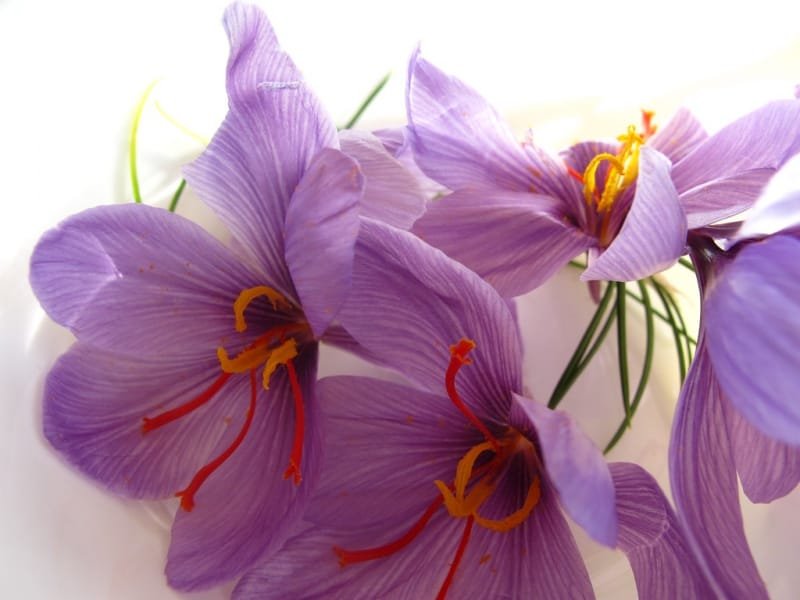 The miraculous properties of saffron in strengthening the immune system