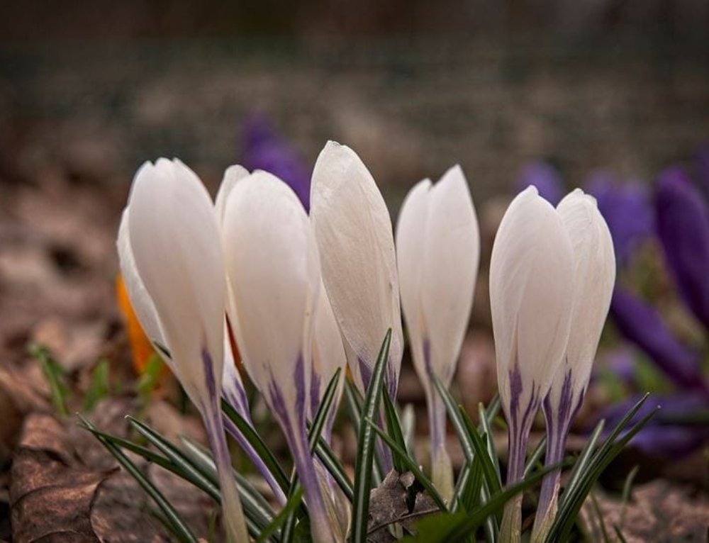 recipe for Lari kebab chicken cooking with Iranian saffron