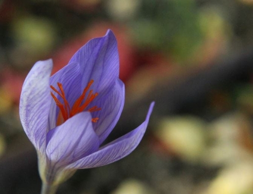 Saffron Dyeing and Painting: A Complete Guide