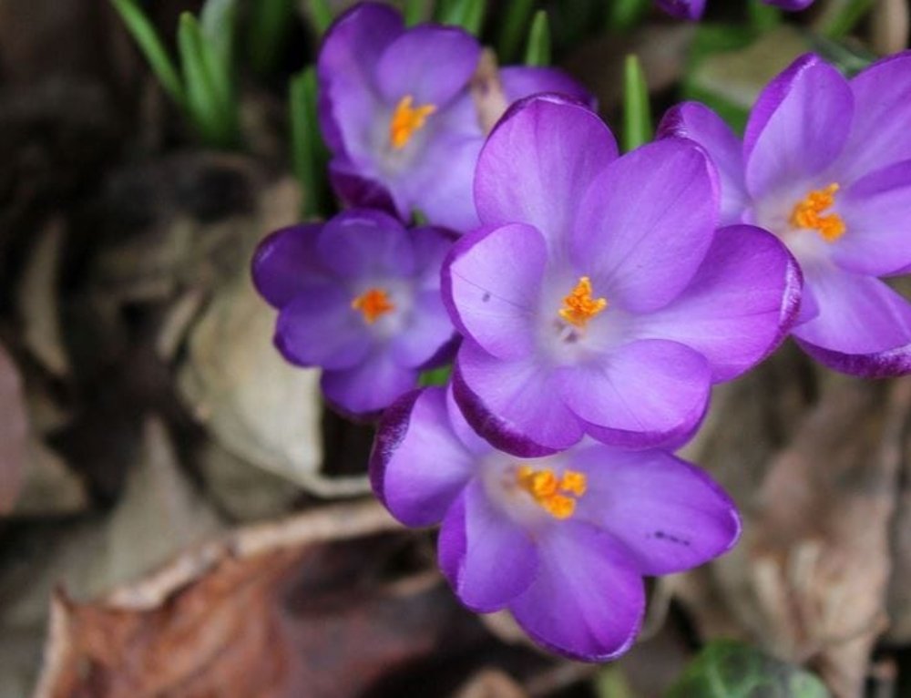 recipe for Lari kebab chicken cooking with Iranian saffron
