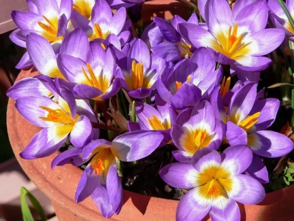 Saffron-Based Pharmaceutical Products: Revolutionizing Health