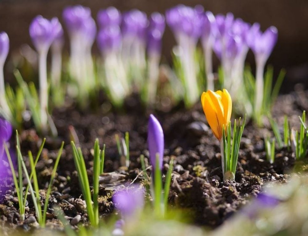 10 Incredible Properties of Red Gold (Saffron)