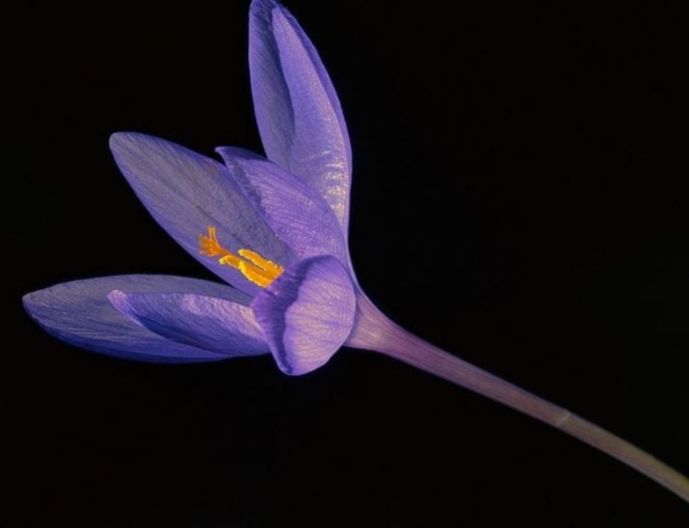 Saffron Cultivation Process: Essential Tips for Growing Saffron