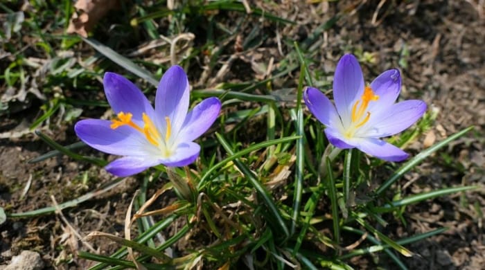 Saffron flag health benefits: Discover the Healing Powers