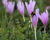 Rowhani Saffron Co. | Iranian Saffron supplier and exporter
