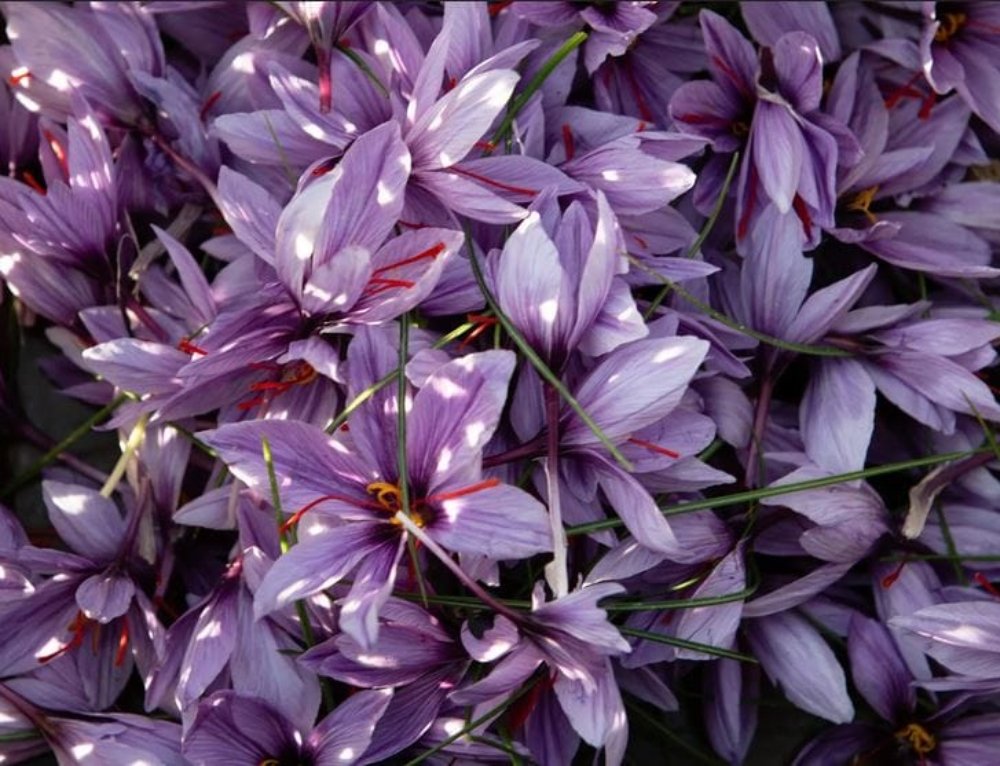 When foreigners is one colour - Iranian Saffron supplier and exporter