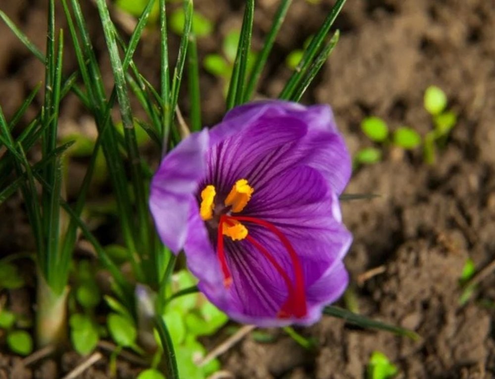 Saffron Corm : How to Choose and Grow Healthy Saffron Bulbs