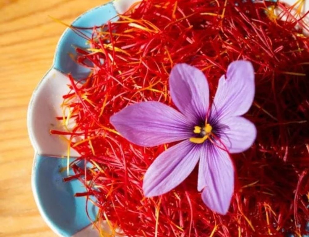 Saffron Corm : How to Choose and Grow Healthy Saffron Bulbs