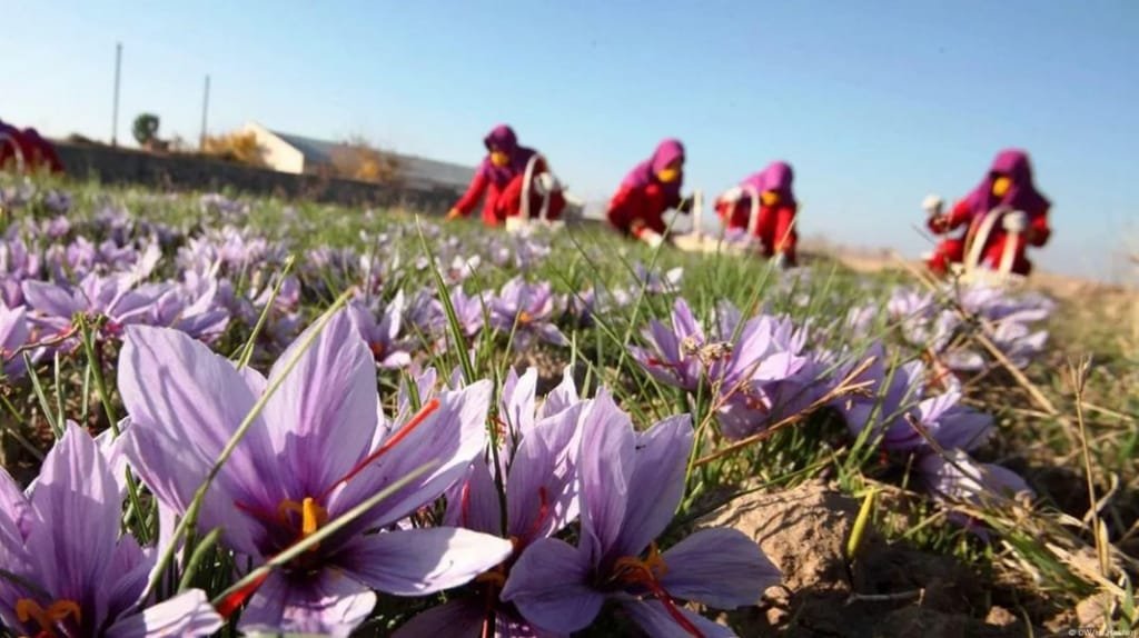Saffron Cultivation Process: Essential Tips for Growing Saffron