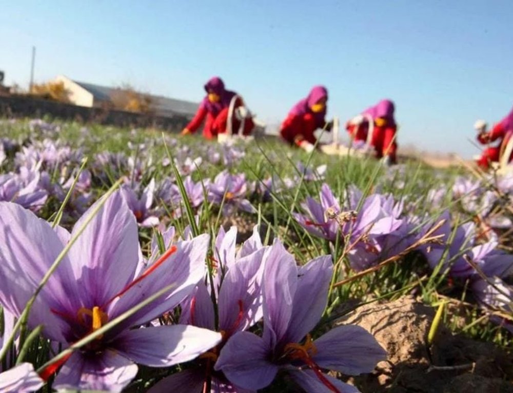 94 % of the world of saffron production in the Iran / 40 - million ...